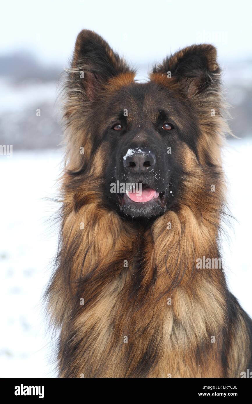 Old German Shepherd Portrait Stock Photo - Alamy