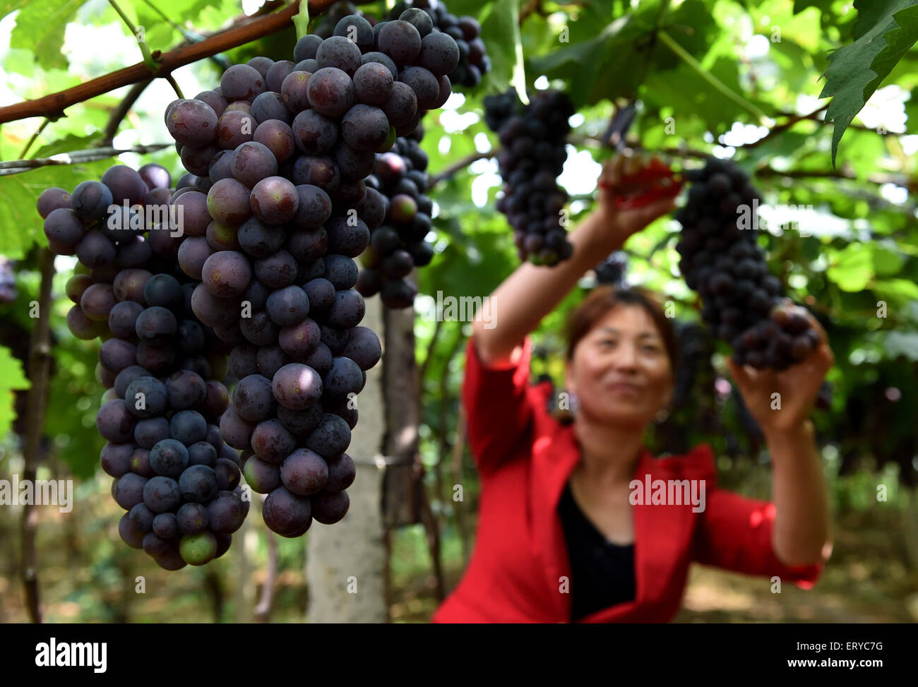 Honghe, China's Yunnan Province. 9th June, 2015. A farmer named Zhang ...