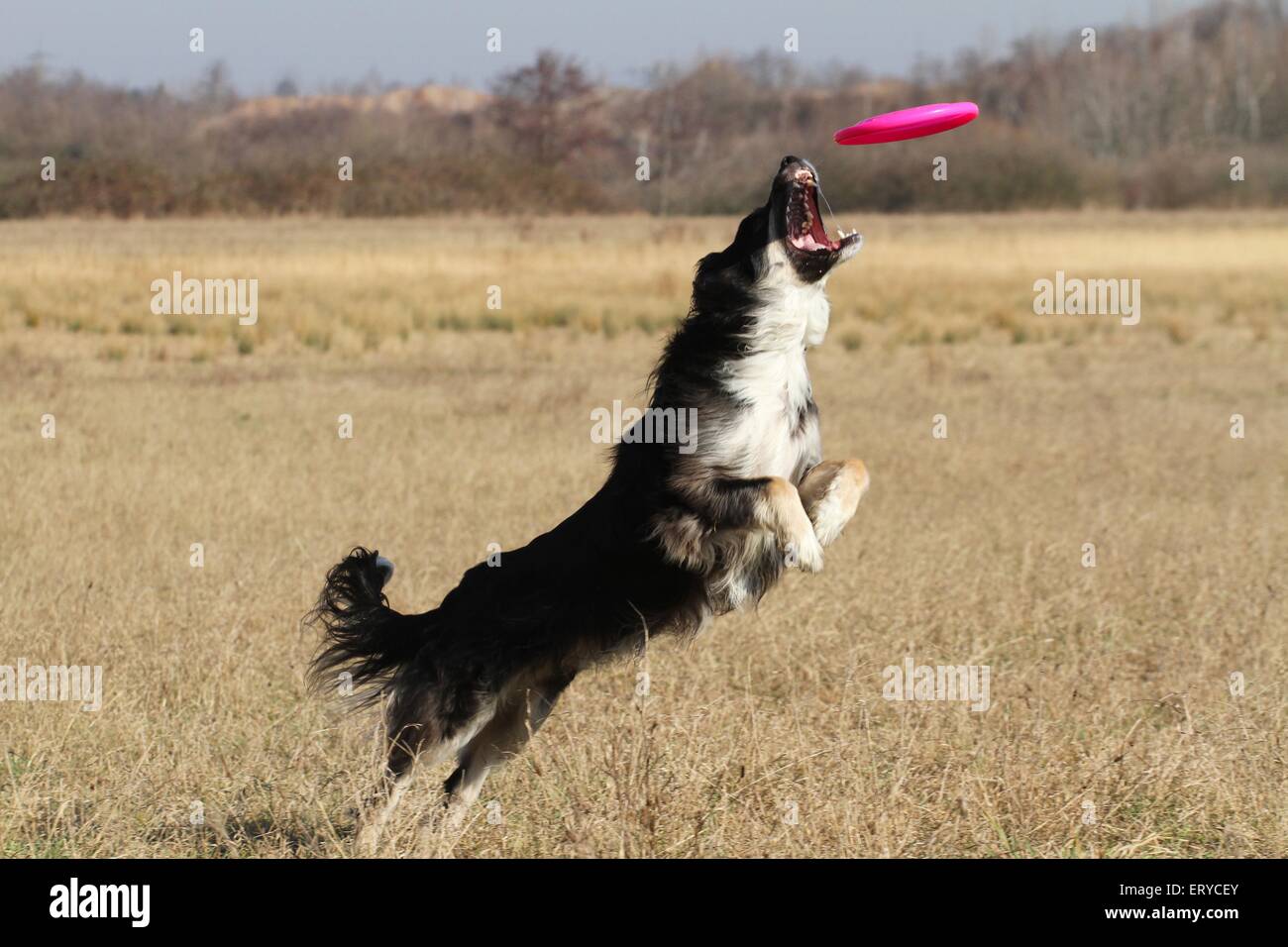 Mongrel dog jumps hi-res stock photography and images - Alamy