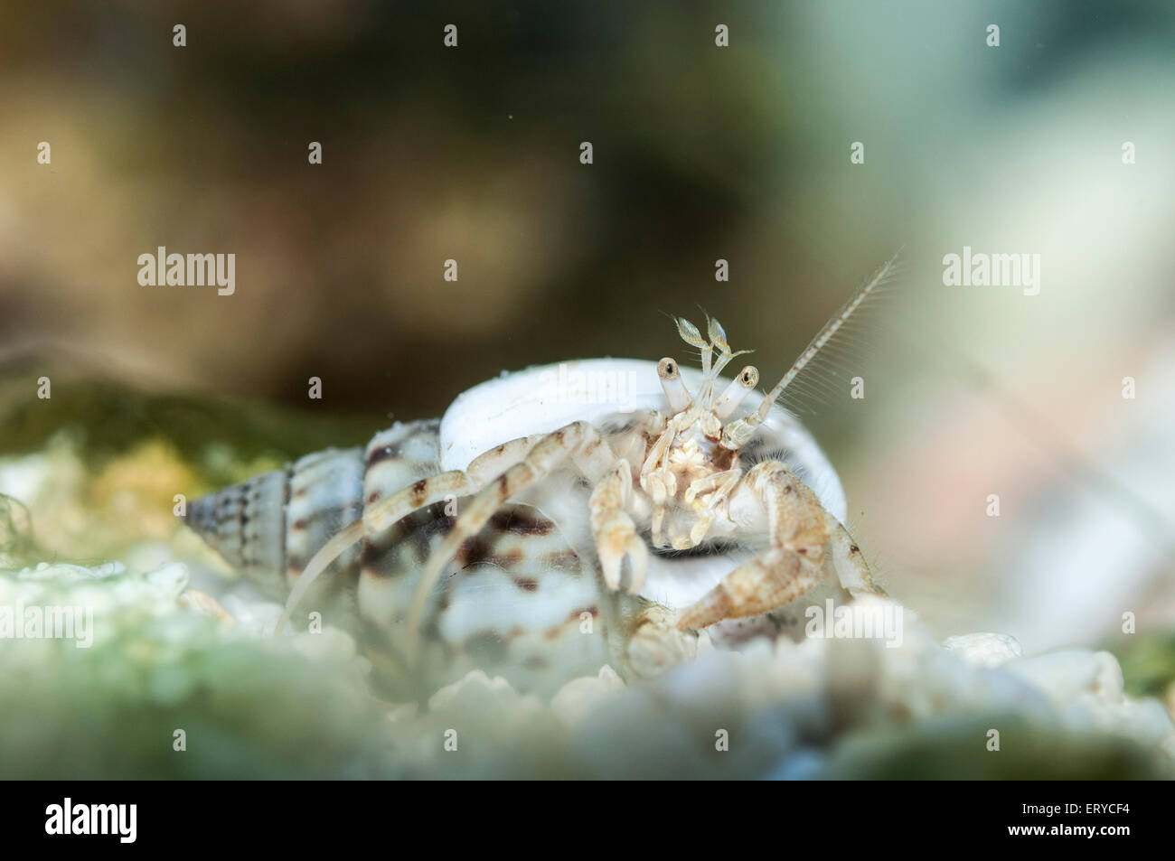Hermit crab in a sea water Aquarium Stock Photo - Alamy
