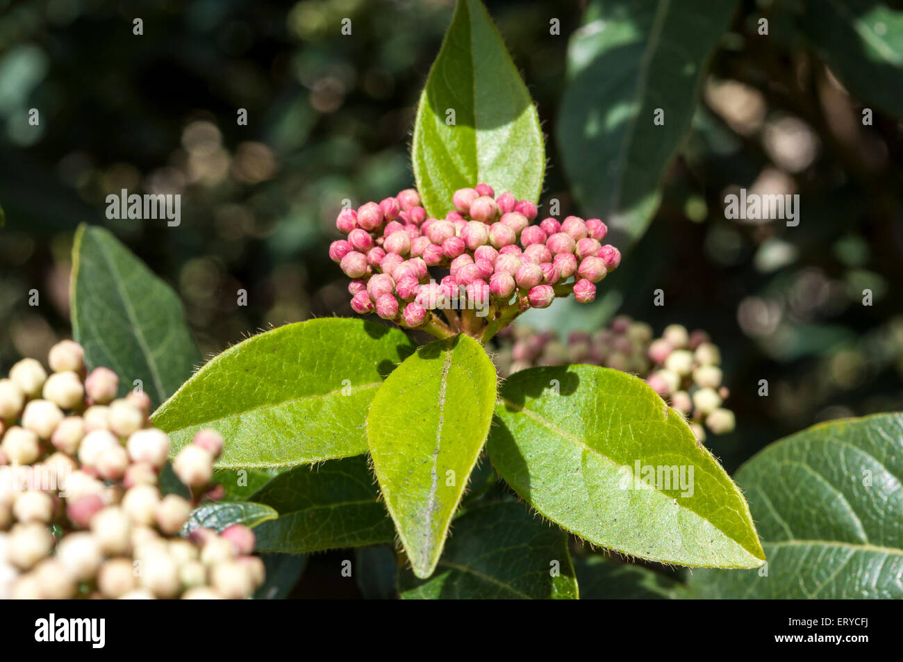 Leaves and flowers of Laurustinus, Viburnum tinus Stock Photo - Alamy