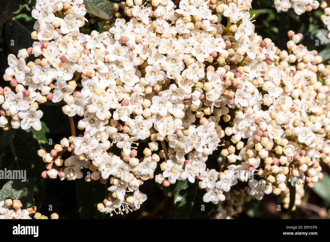 Leaves and flowers of Laurustinus, Viburnum tinus Stock Photo - Alamy
