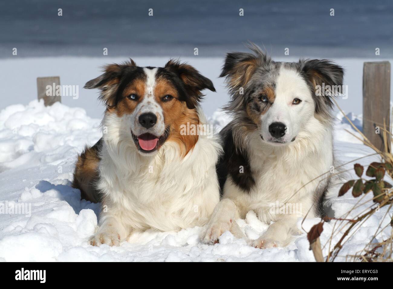 2 dogs in the snow Stock Photo - Alamy