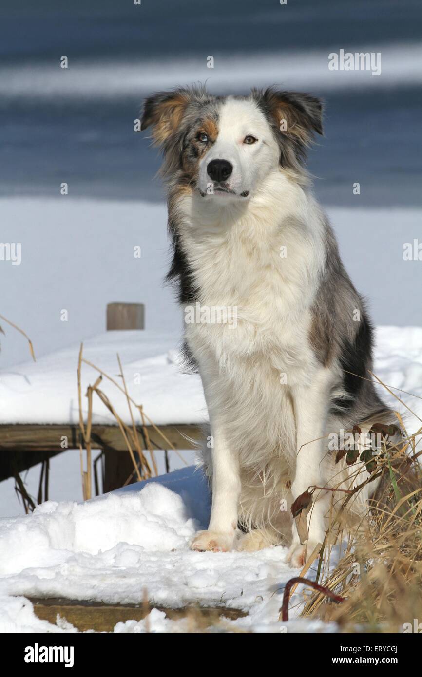 sitting Border Collie Stock Photo - Alamy