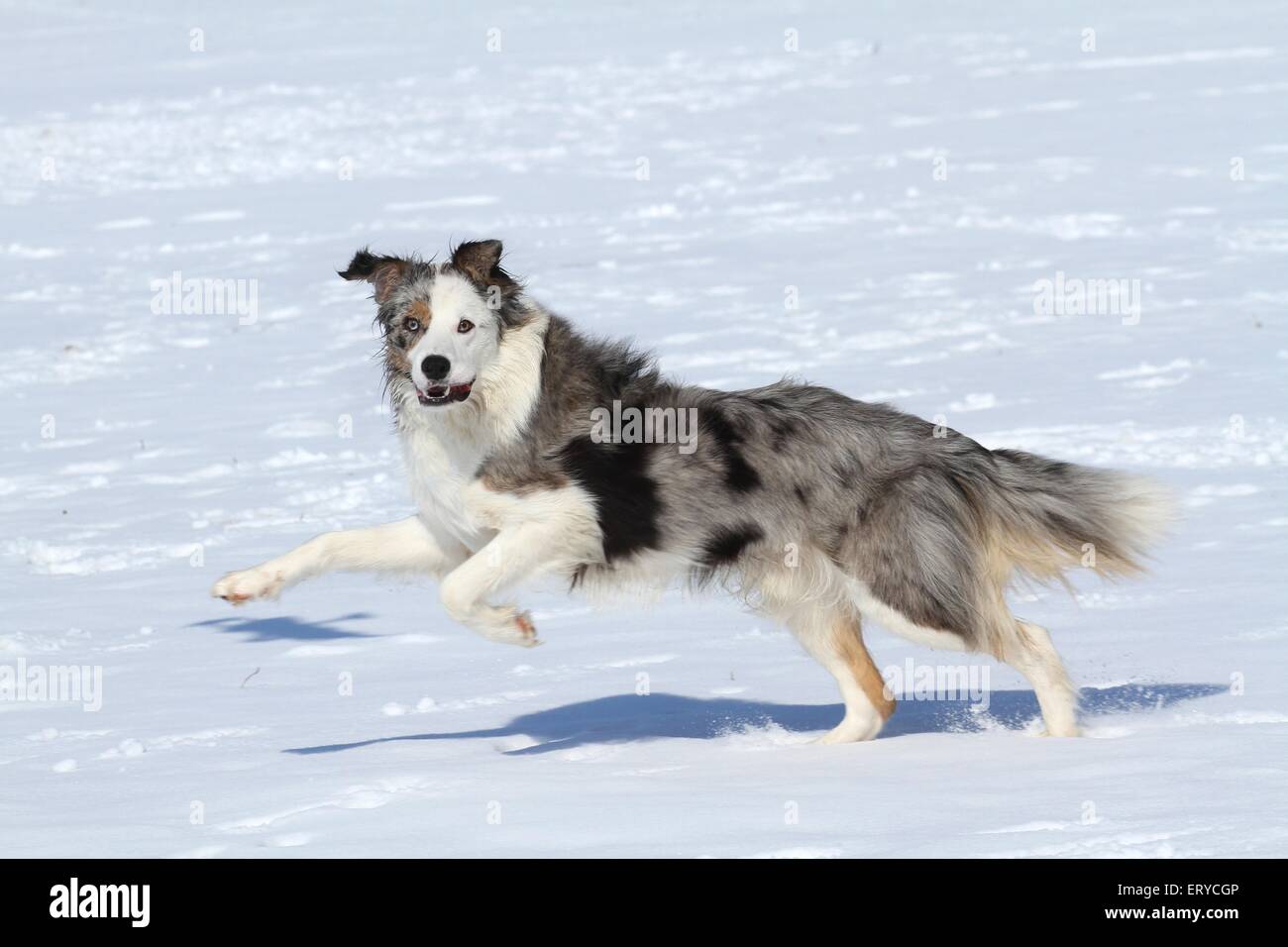 running Border Collie Stock Photo - Alamy