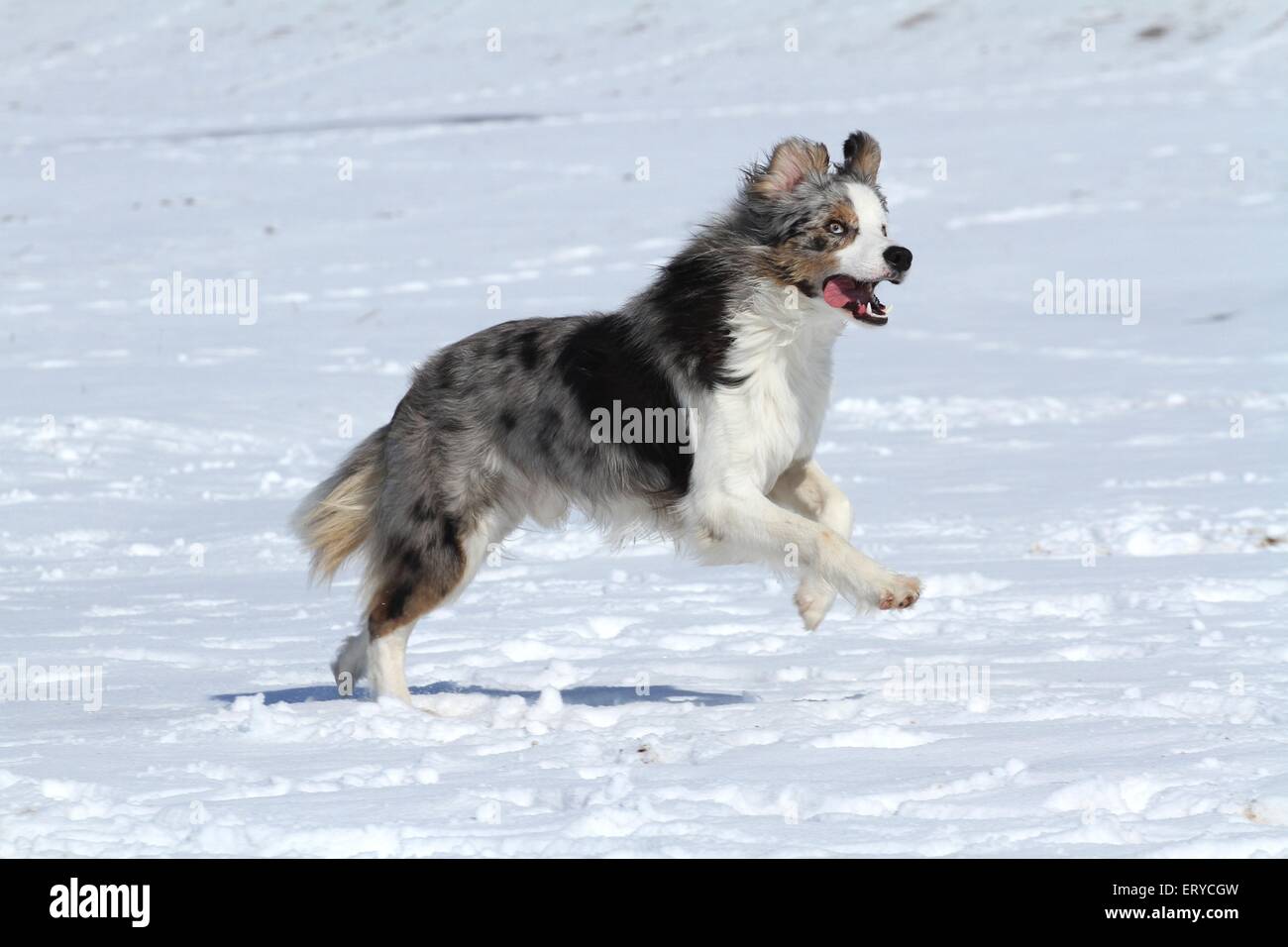 running Border Collie Stock Photo - Alamy