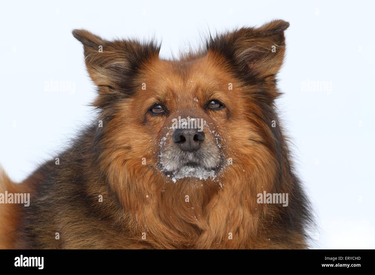 Portrait red haired mongrel hi-res stock photography and images - Alamy