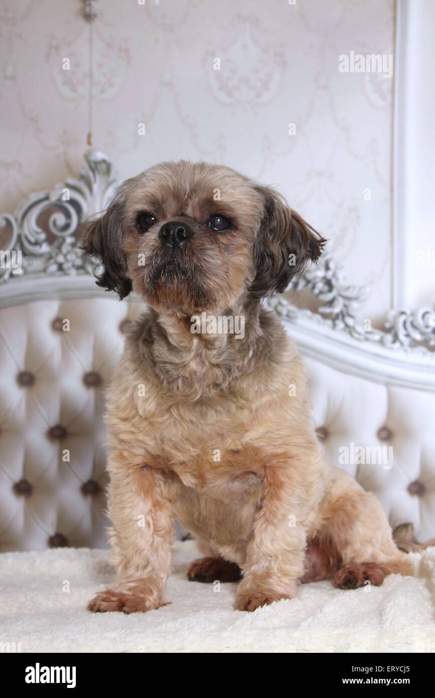 sitting Shih Tzu Stock Photo - Alamy