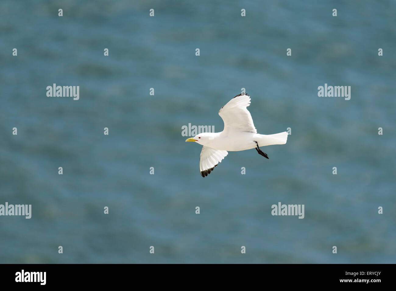 1 one kittiwake in flight hi-res stock photography and images - Alamy