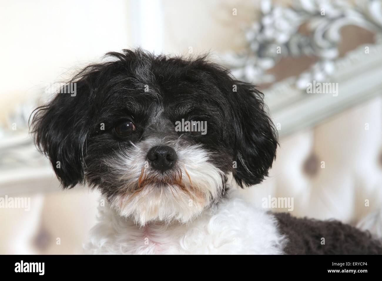 Bolonka zwetna Portrait Stock Photo - Alamy