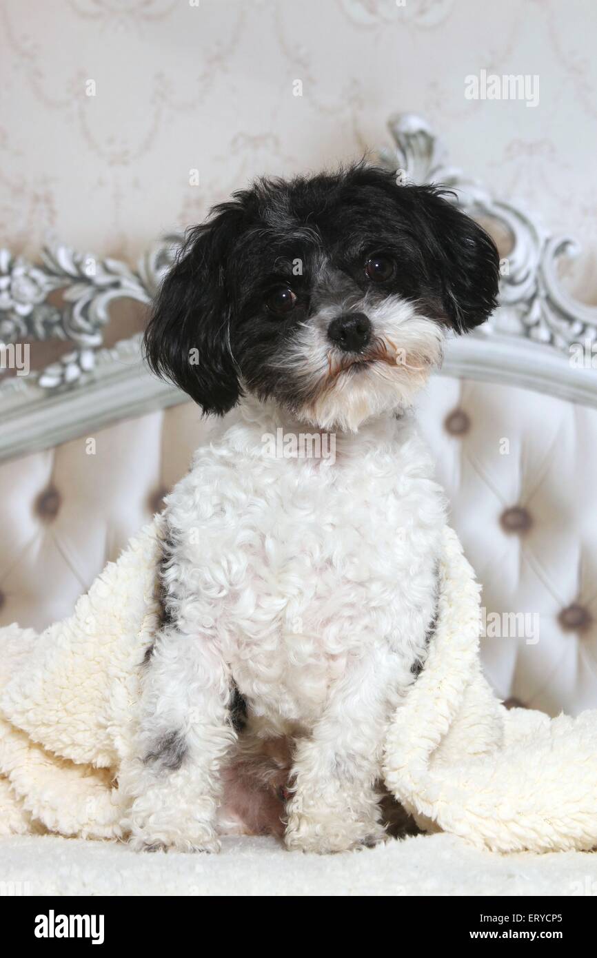 sitting Bolonka zwetna Stock Photo - Alamy