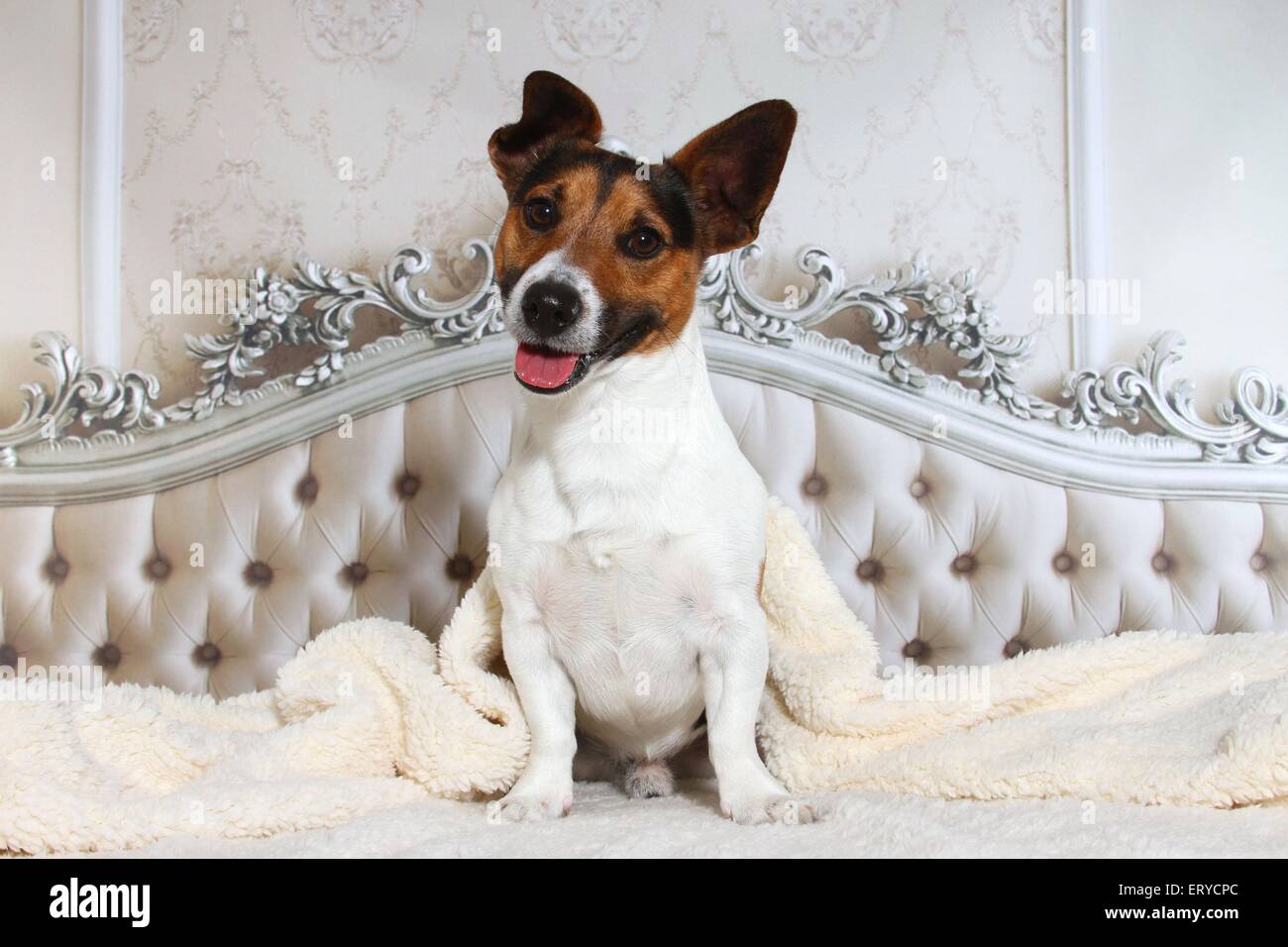 sitting Jack Russell Terrier Stock Photo - Alamy