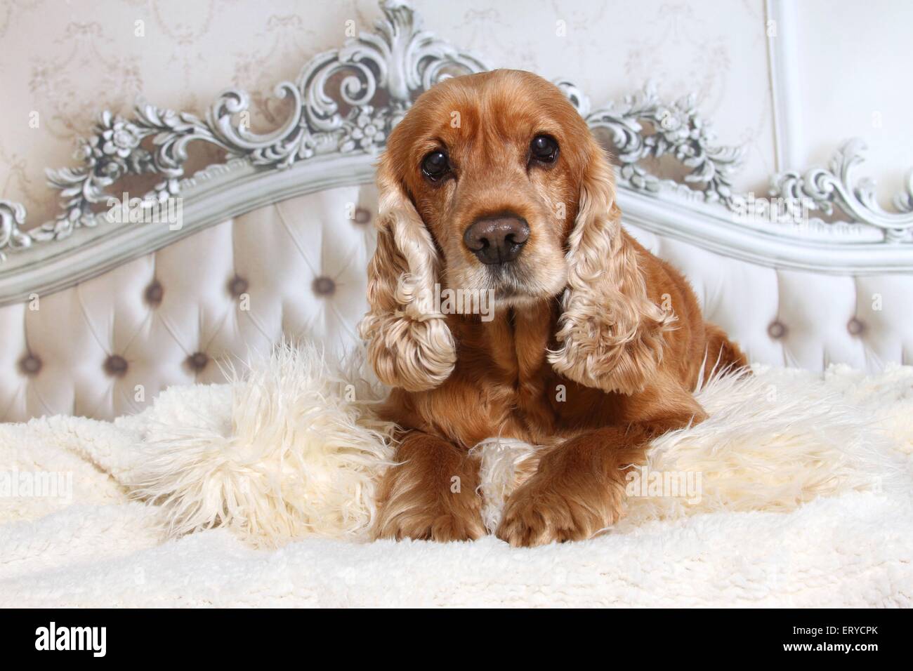 Old english cocker spaniel hi-res stock photography and images - Alamy