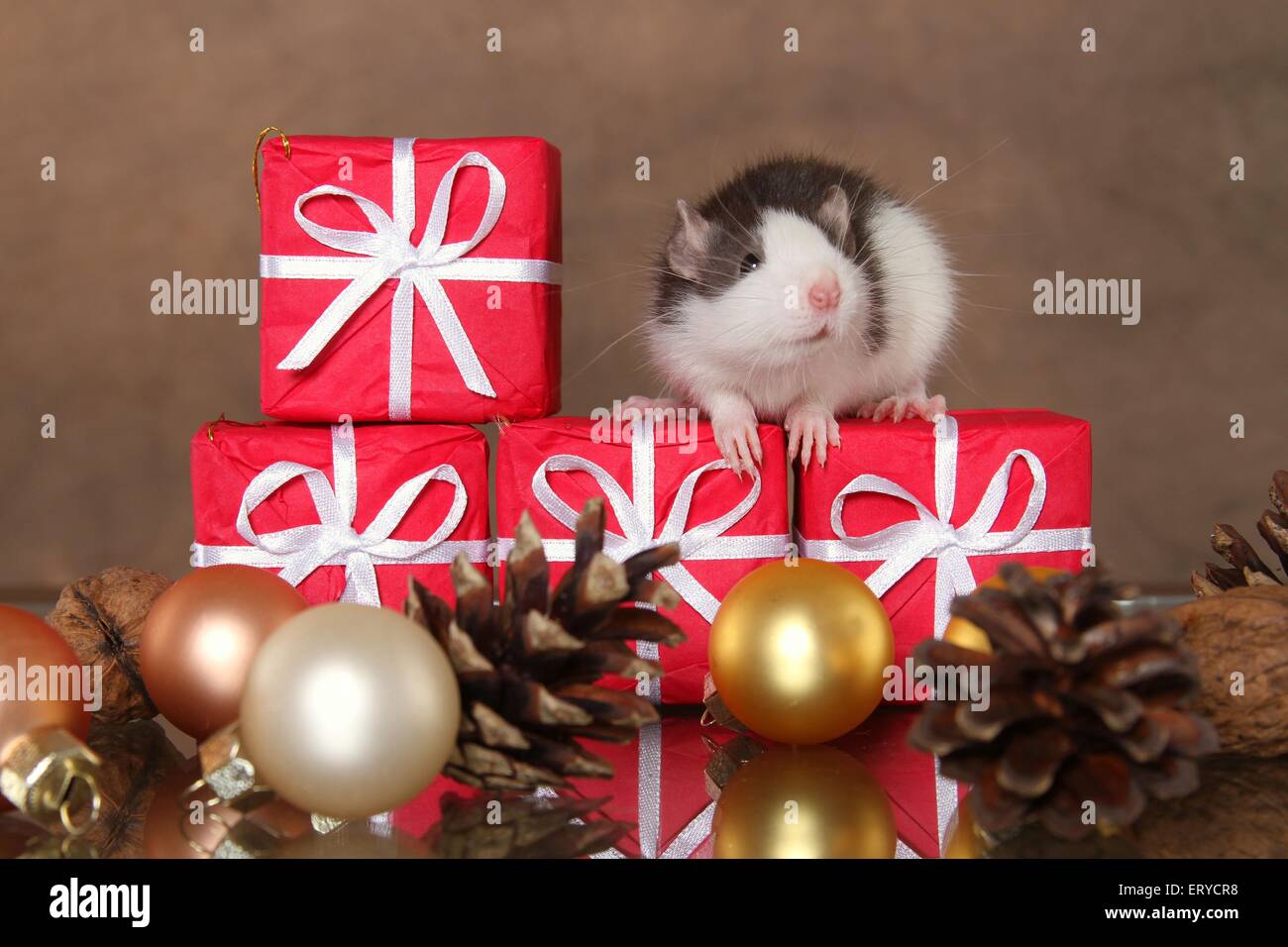 rat at christmas Stock Photo - Alamy