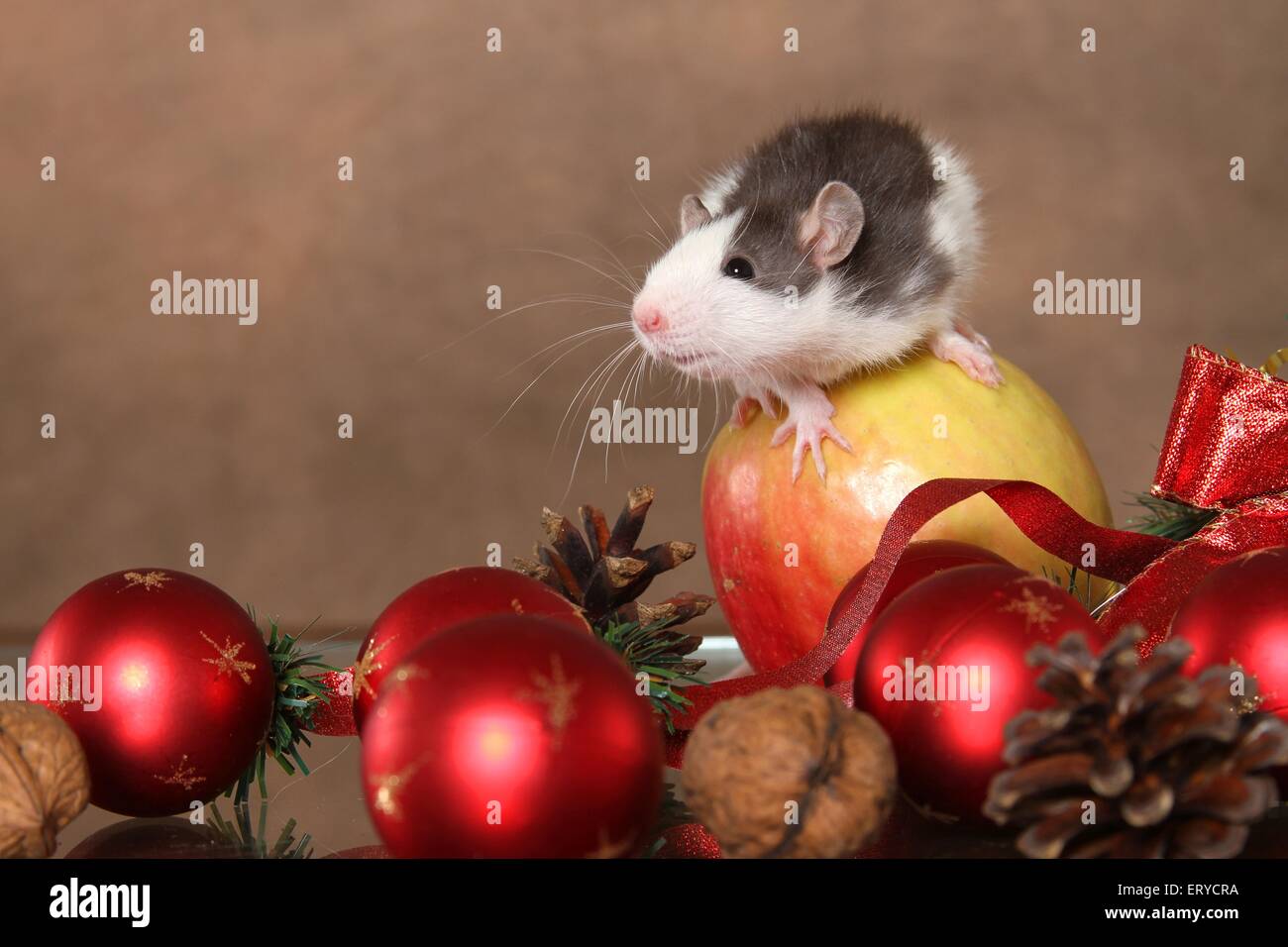 rat at christmas Stock Photo - Alamy
