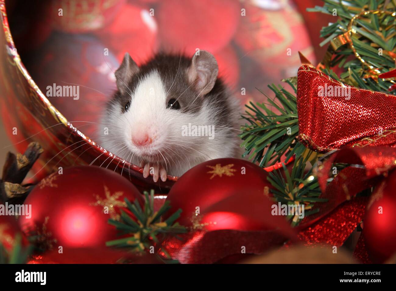 rat at christmas Stock Photo - Alamy