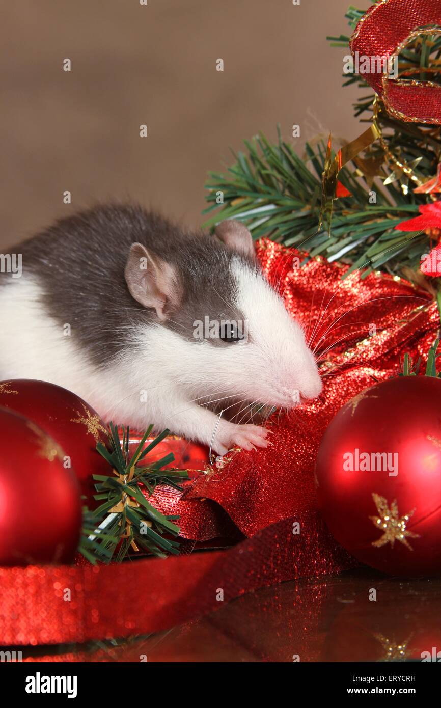 rat at christmas Stock Photo - Alamy