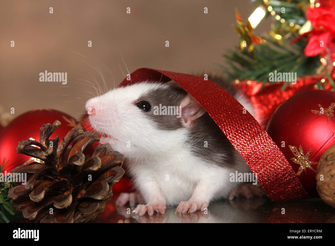 Rat cone hi-res stock photography and images - Alamy