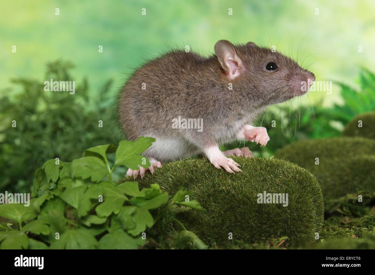 Rats outside hi-res stock photography and images - Alamy