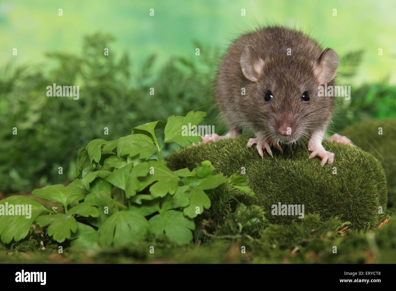 Rats outside hi-res stock photography and images - Alamy