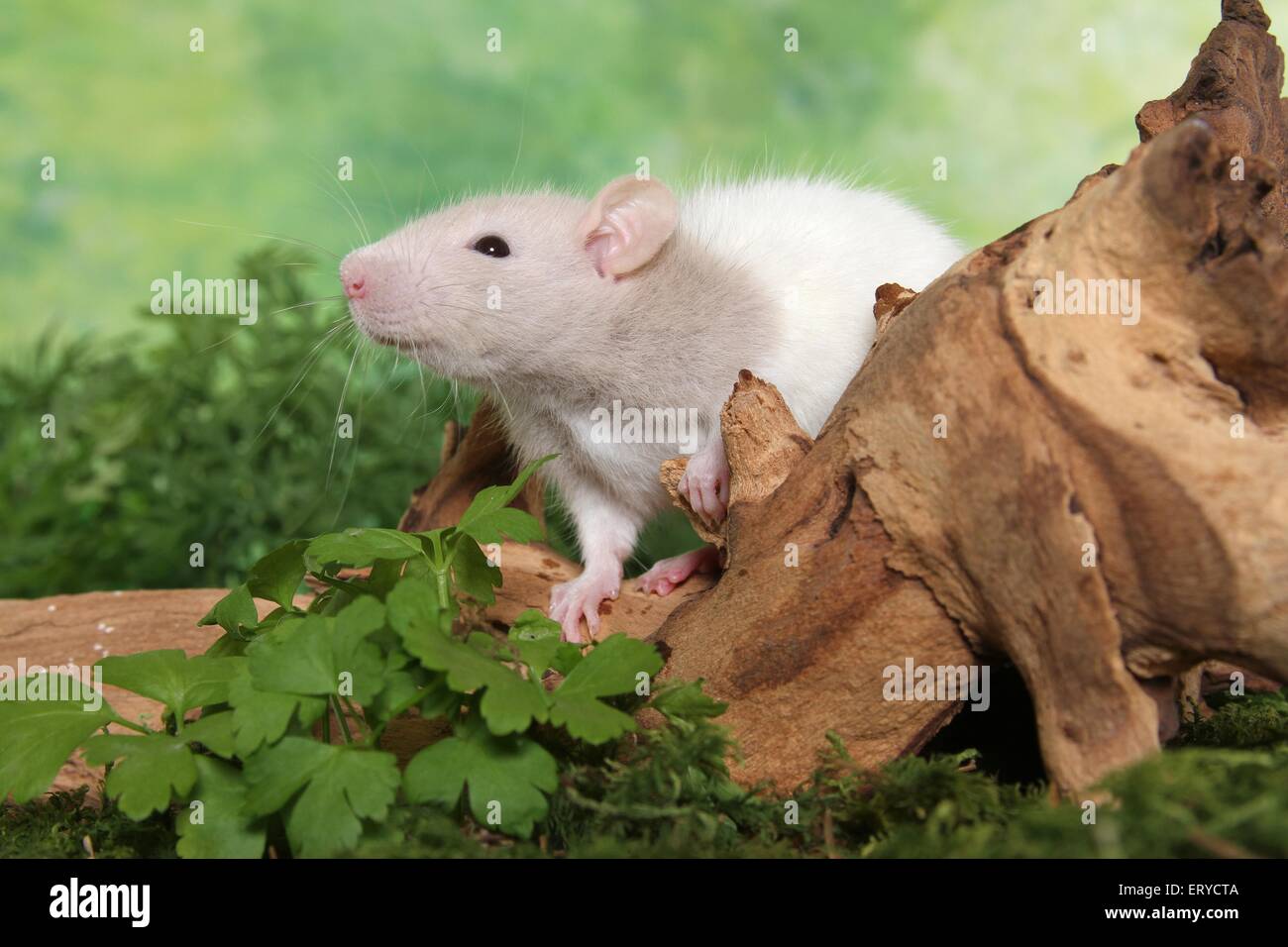 Hooded rat hi-res stock photography and images - Alamy