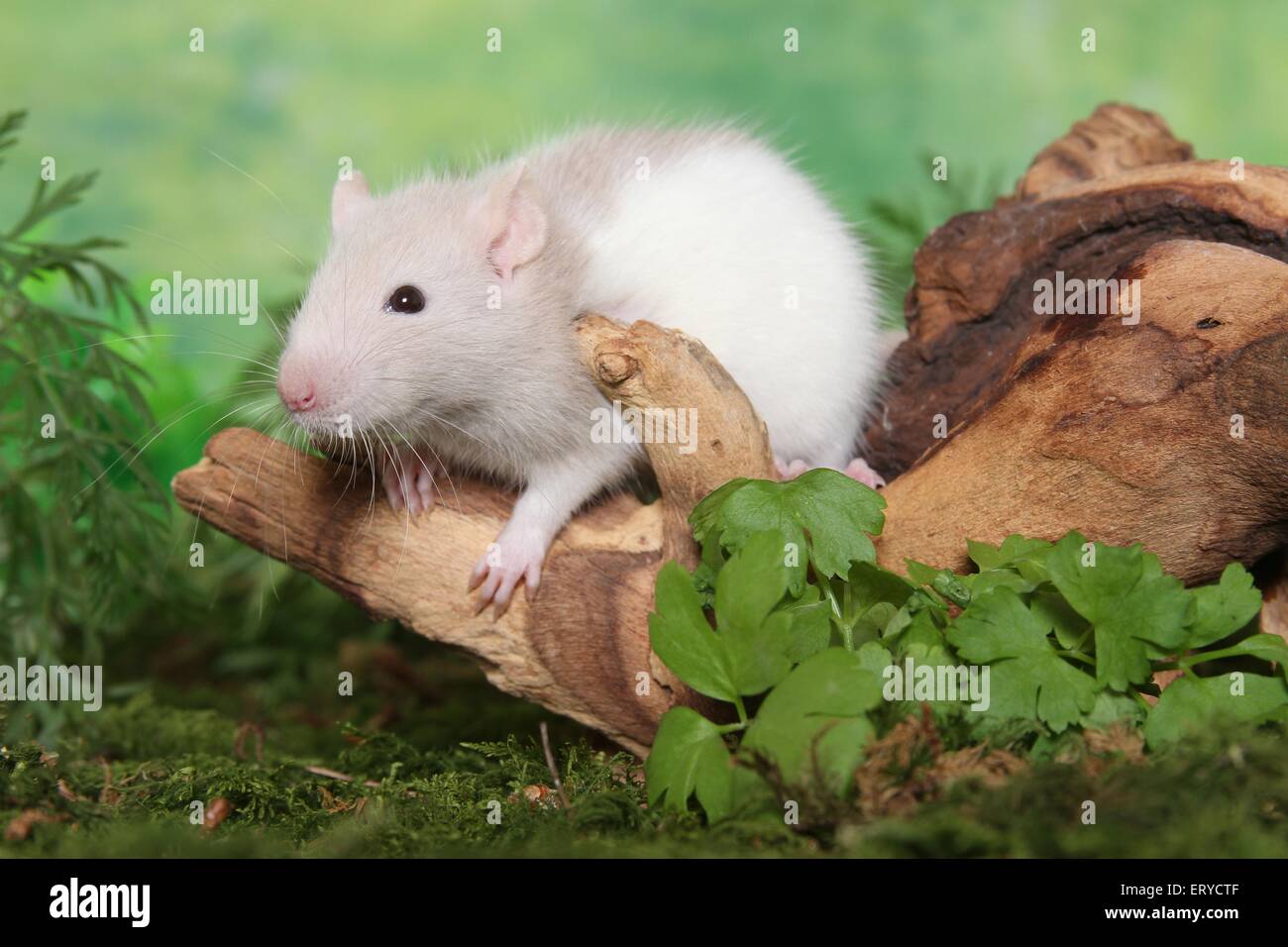 Hooded rat hi-res stock photography and images - Alamy