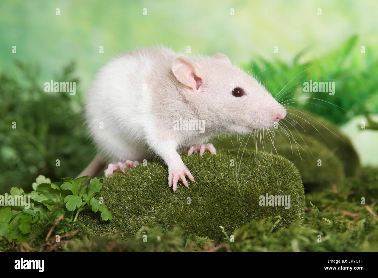 Hooded rat hi-res stock photography and images - Alamy