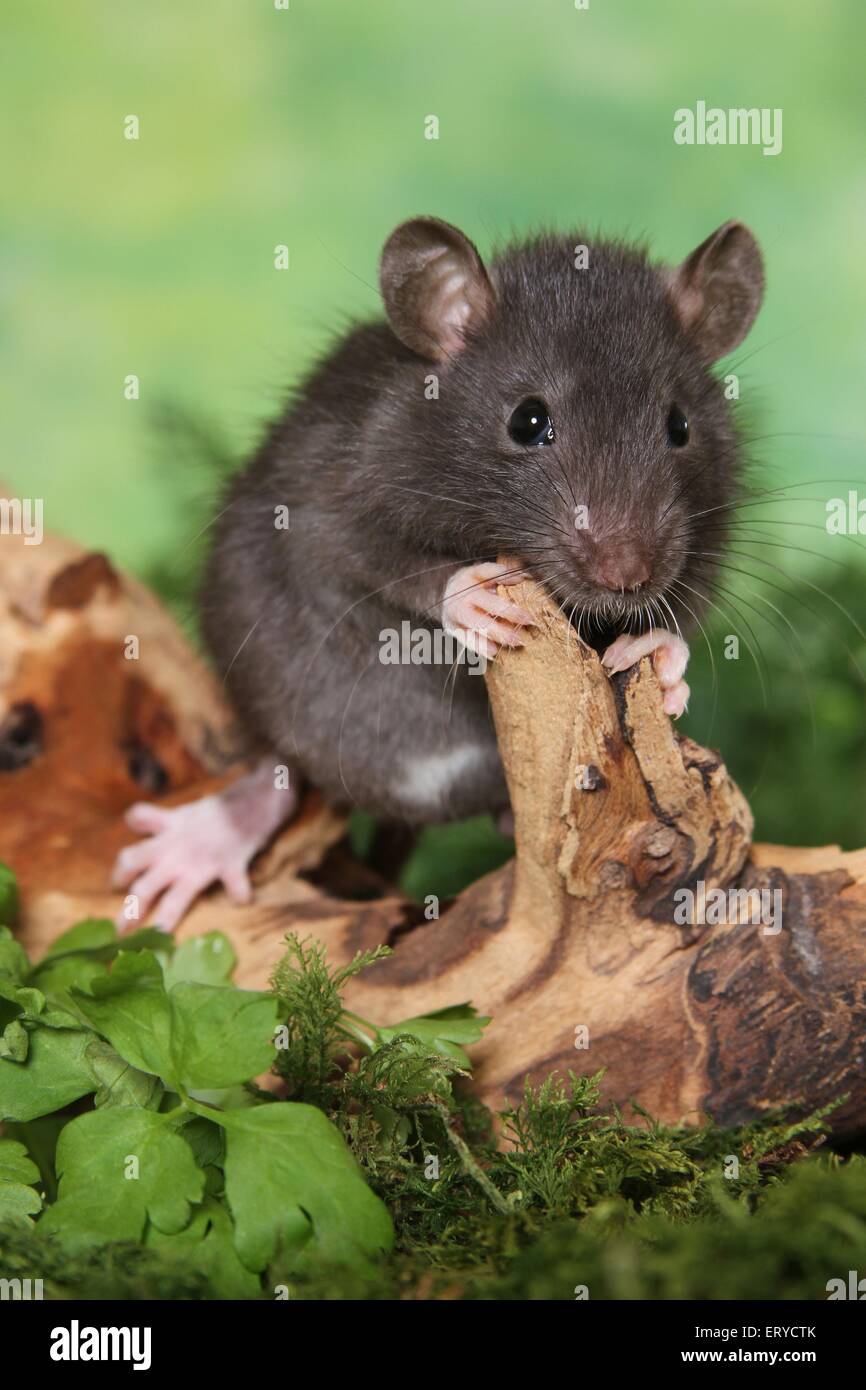 What Are Black Rat