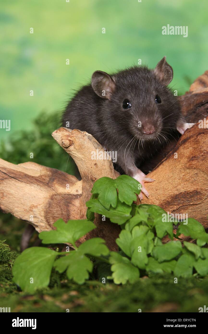 Root rats hi-res stock photography and images - Alamy