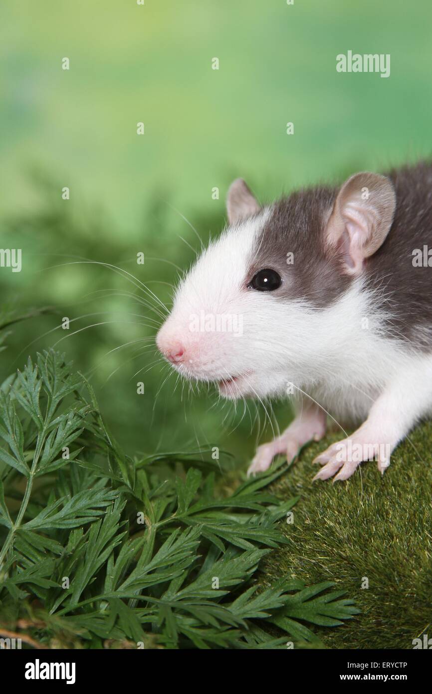 Hooded rat hi-res stock photography and images - Alamy