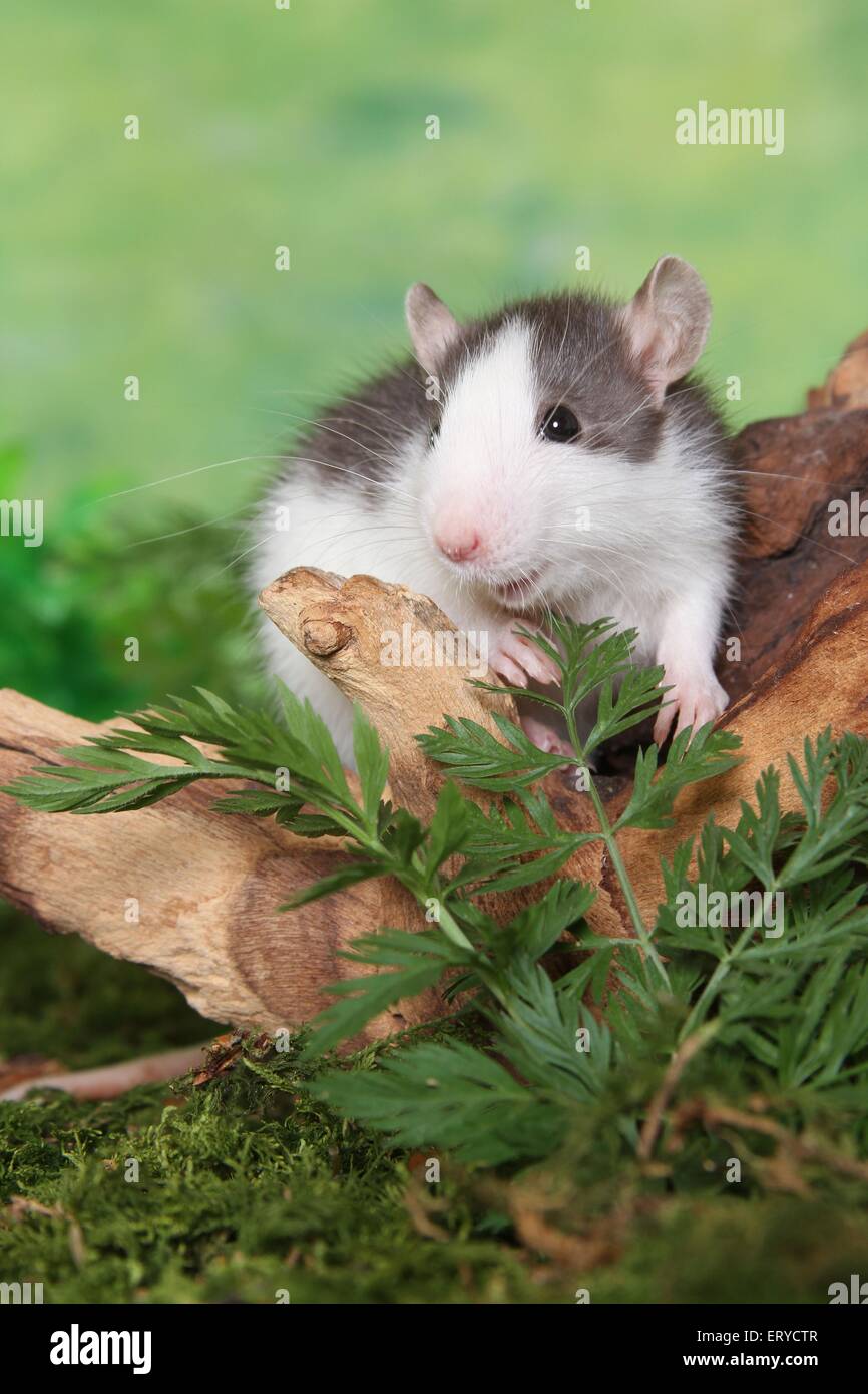 Hooded rat hi-res stock photography and images - Alamy
