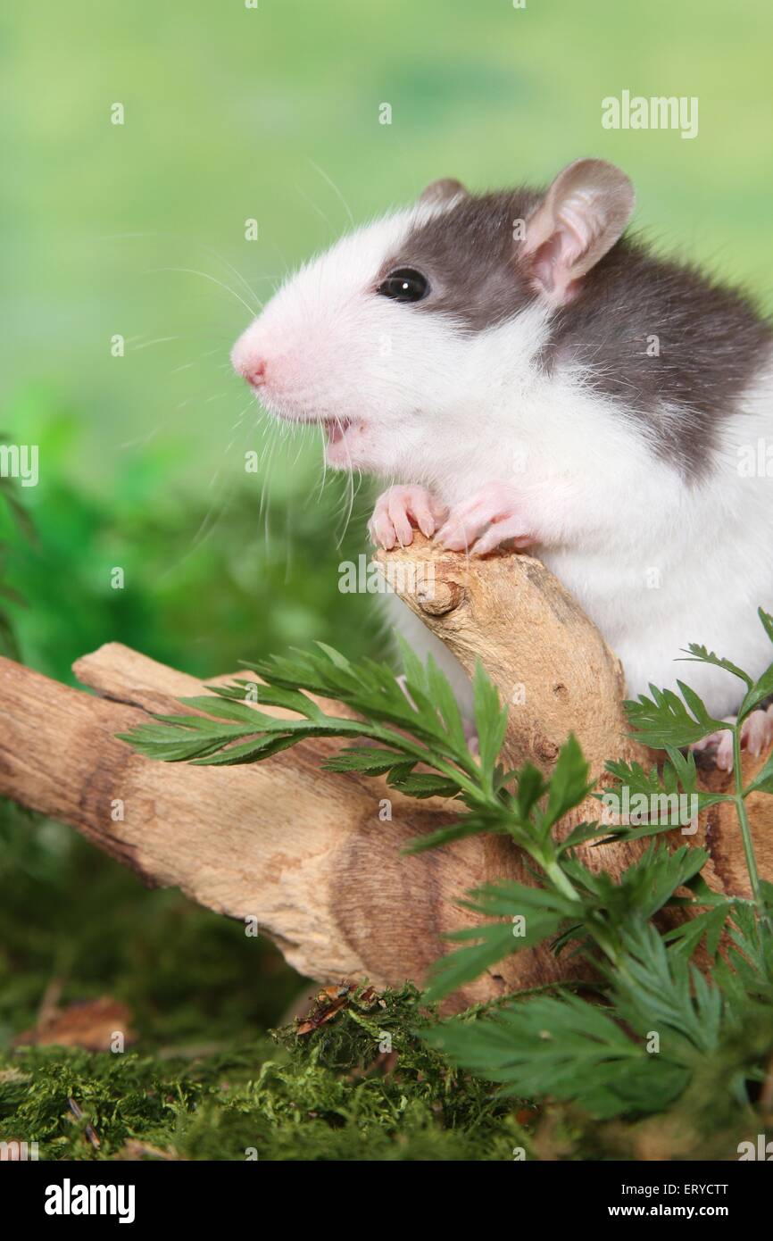 Root Rat High Resolution Stock Photography and Images - Alamy