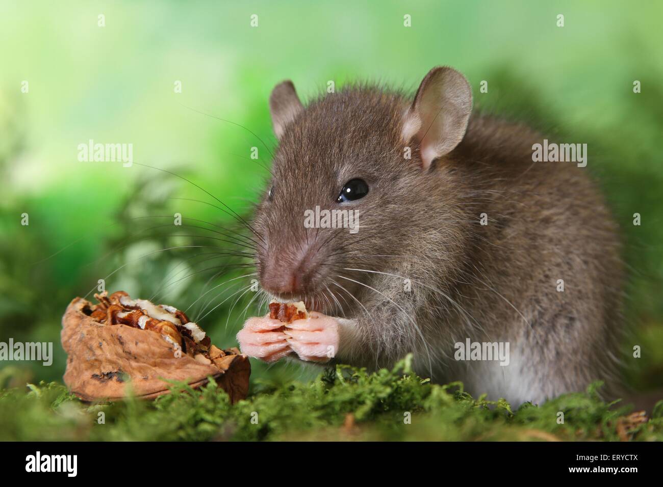 Rat eating rat hi-res stock photography and images - Alamy