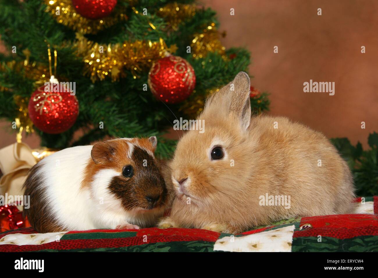 bunny and guinea pig Stock Photo - Alamy