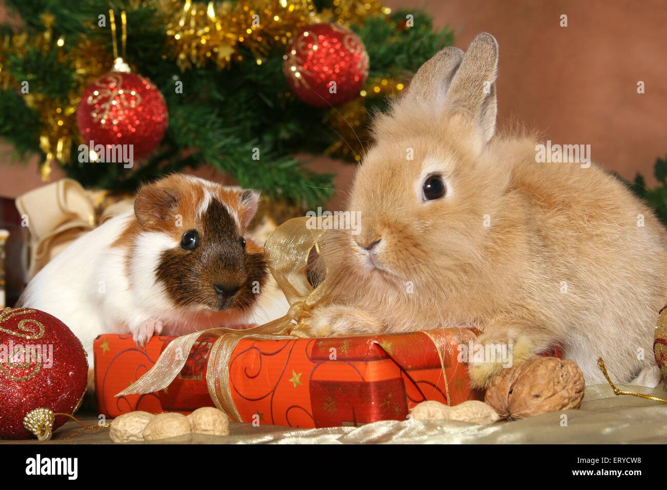 bunny and guinea pig Stock Photo - Alamy