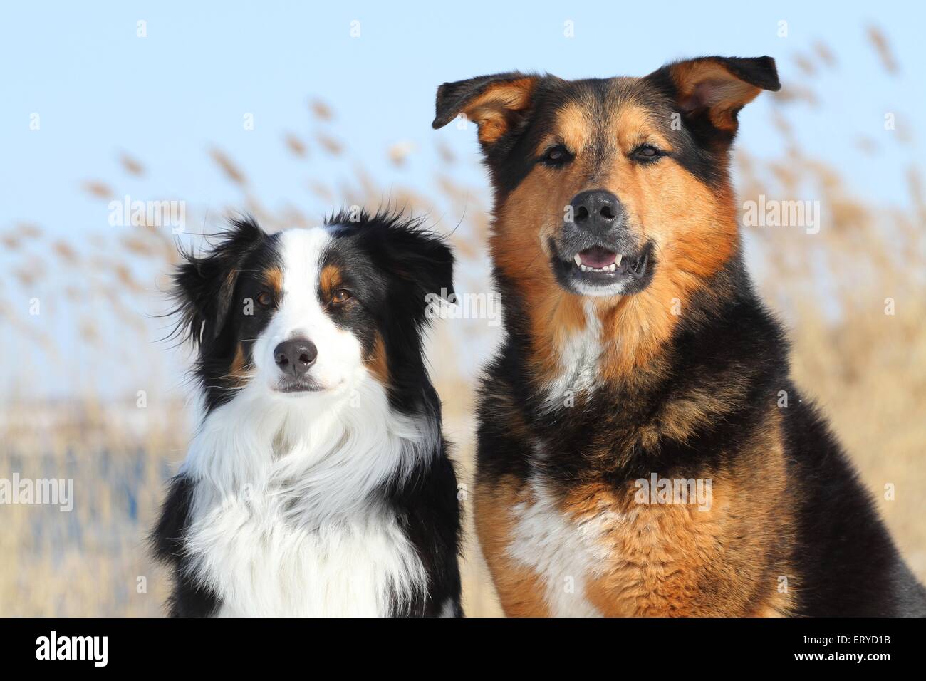 Dogs free hi-res stock photography and images - Alamy