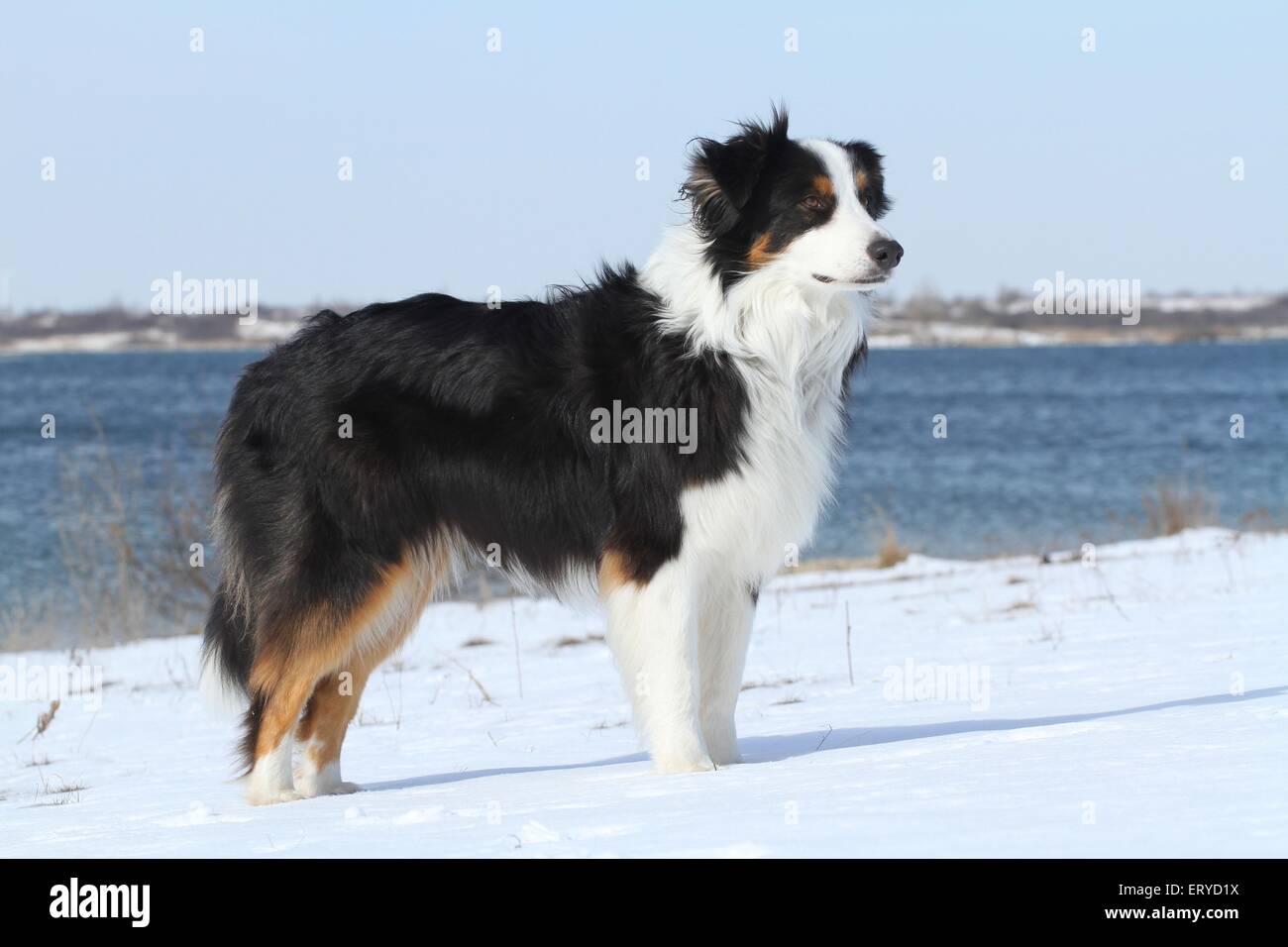 standing Australian Shepherd Stock Photo - Alamy