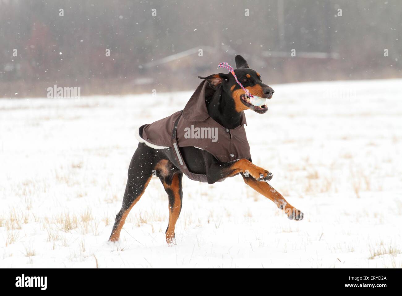 playing Doberman Pinscher Stock Photo - Alamy