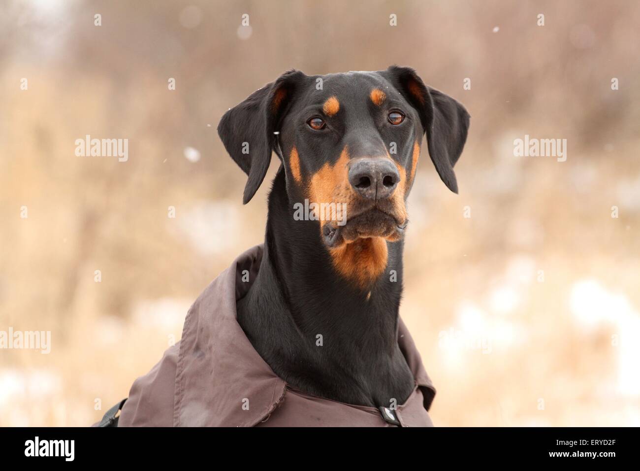 Doberman Pinscher Portrait Stock Photo - Alamy