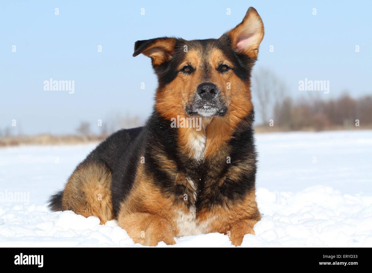 Blue mongrel hi-res stock photography and images - Alamy