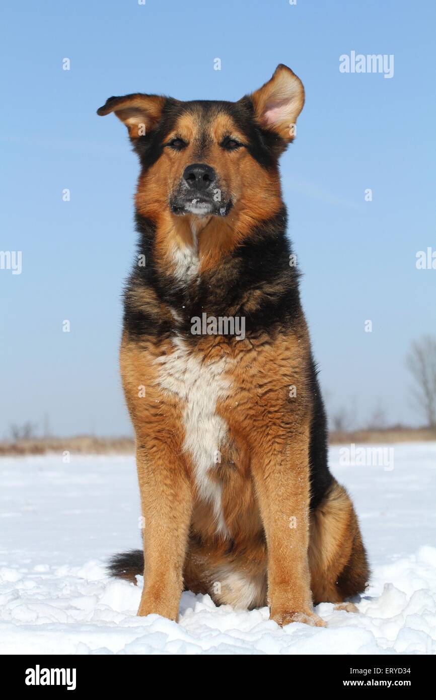 Mongrel breed dog tan brown hi-res stock photography and images - Alamy