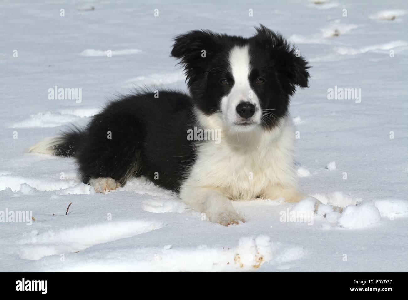 Border Collie Puppy in the snow Stock Photo - Alamy