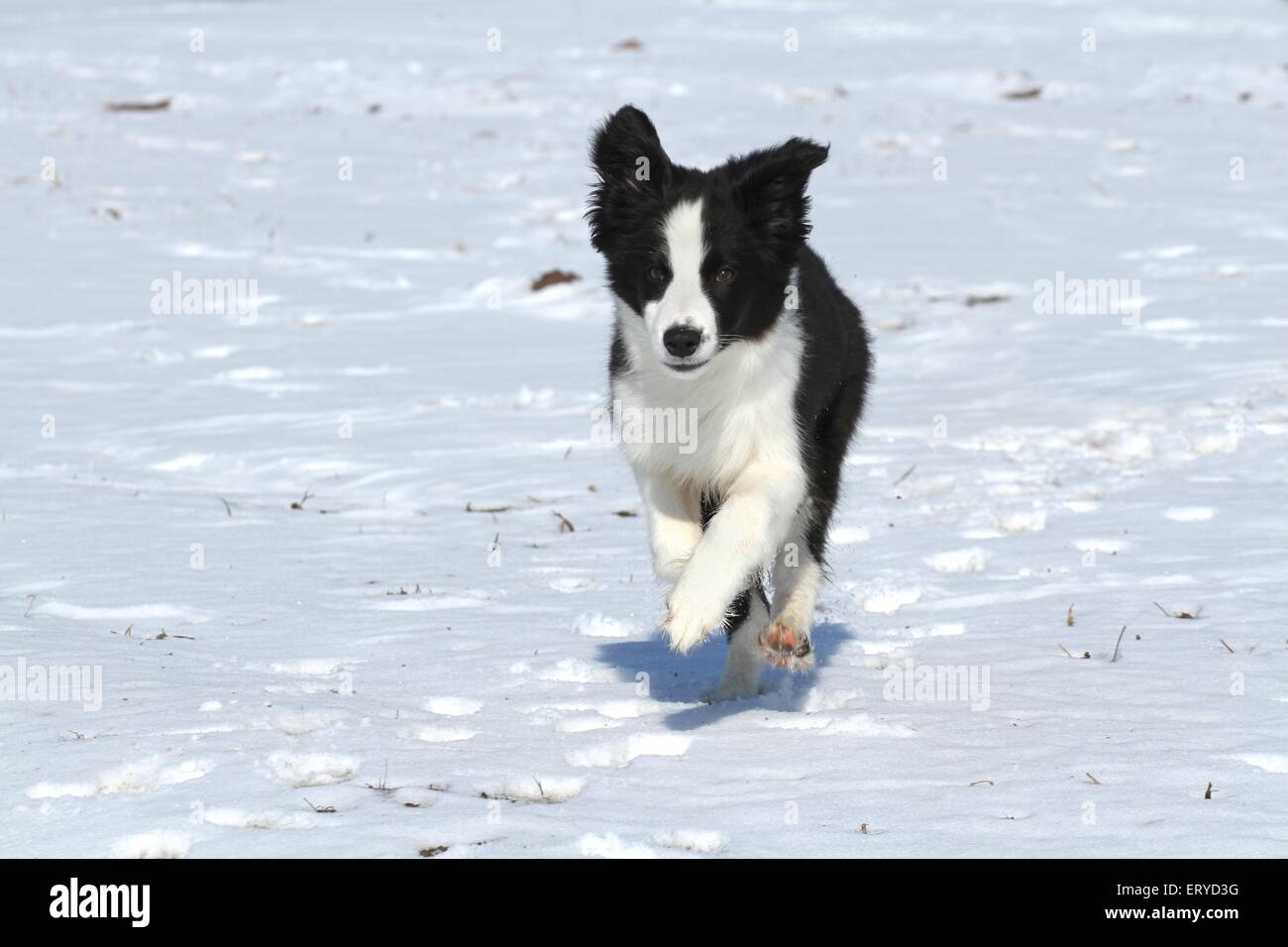 Border Collie Puppy in the snow Stock Photo - Alamy