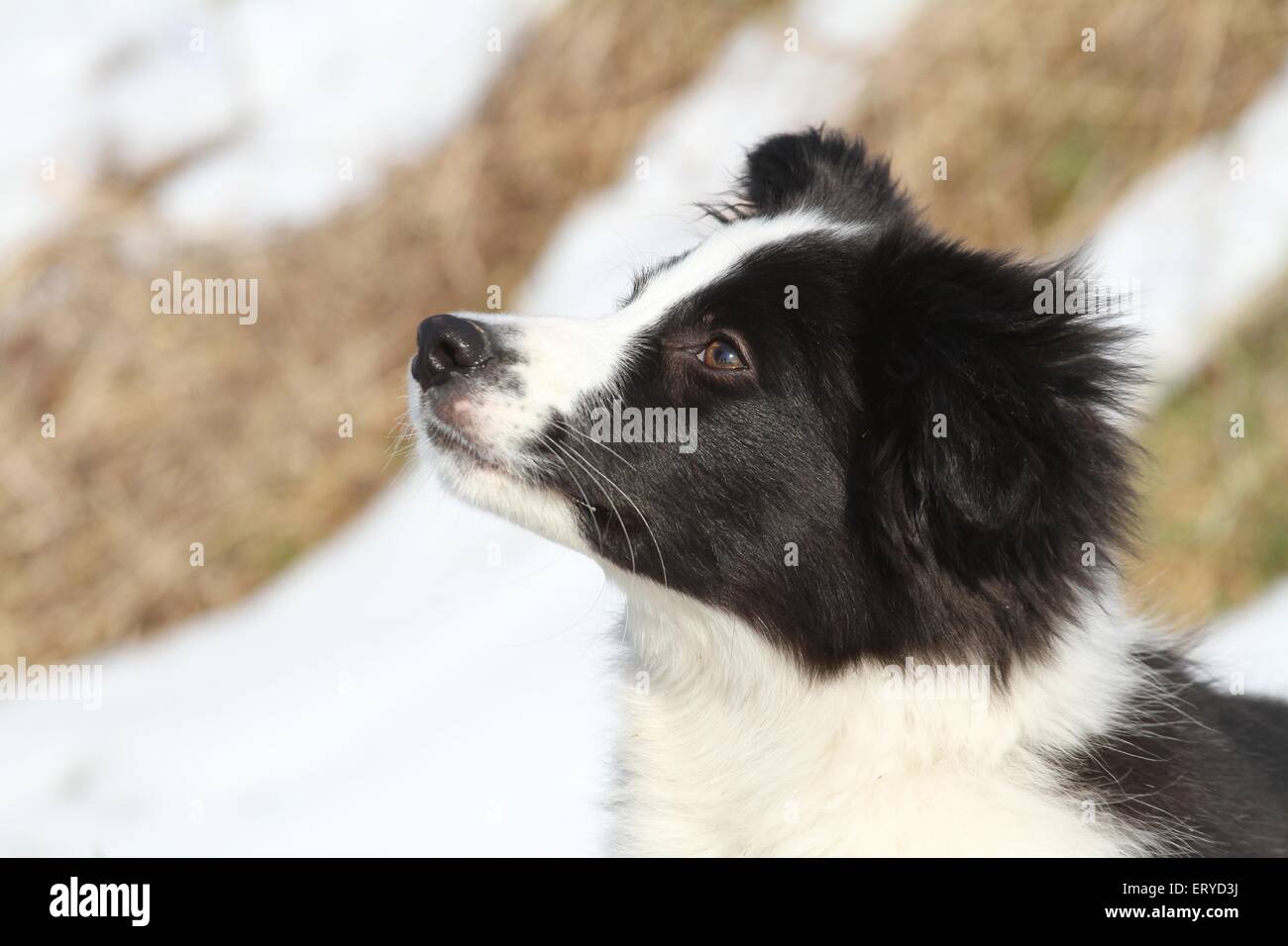 Side view border collie head hi-res stock photography and images - Alamy