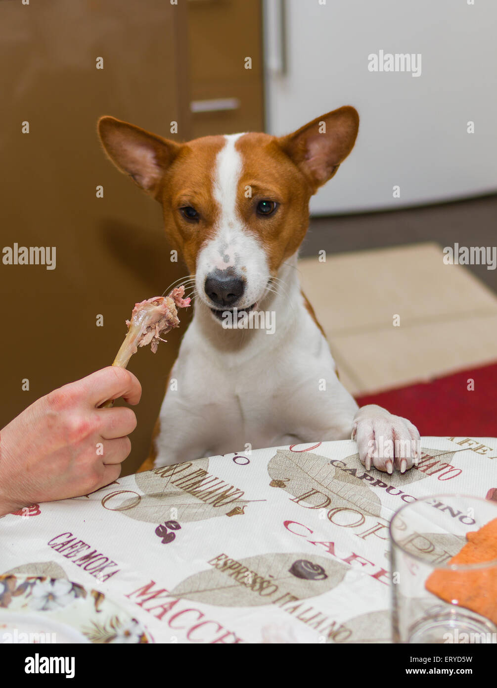 Basenji dog bone hi-res stock photography and images - Alamy