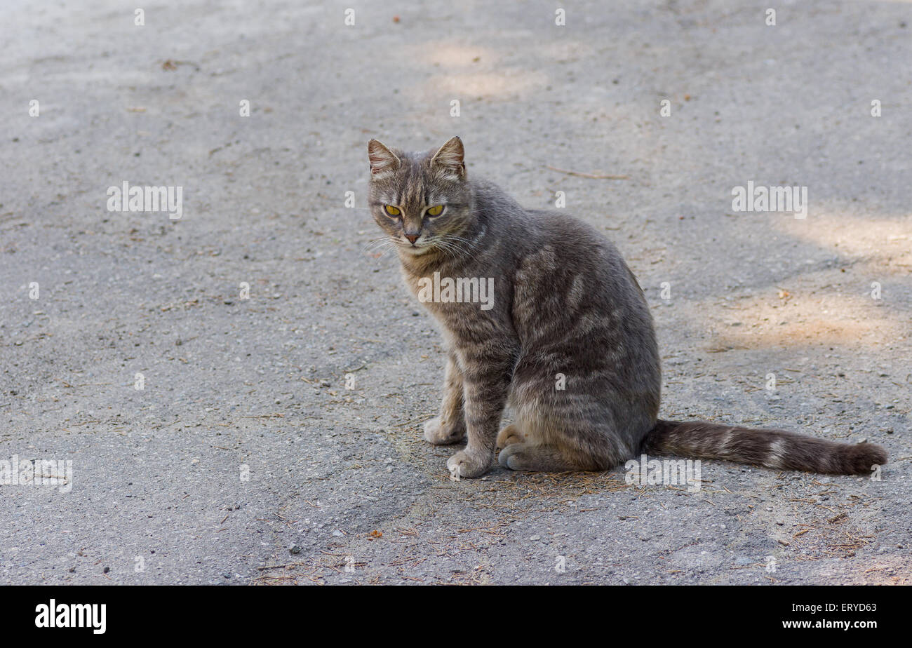 Guarded view hi-res stock photography and images - Alamy