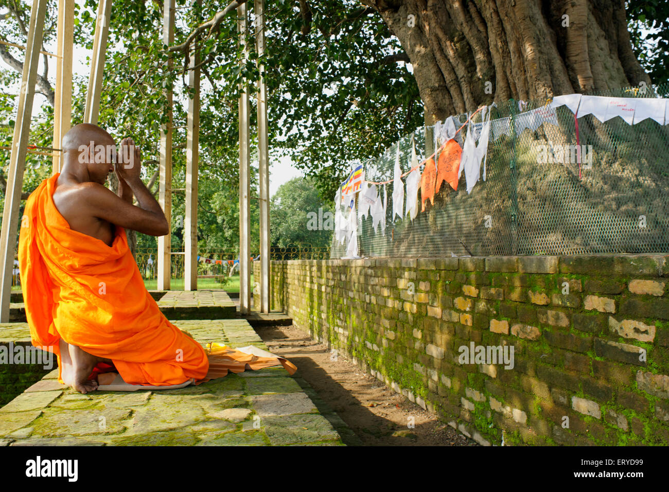 Buddhist monk praying hi-res stock photography and images - Alamy