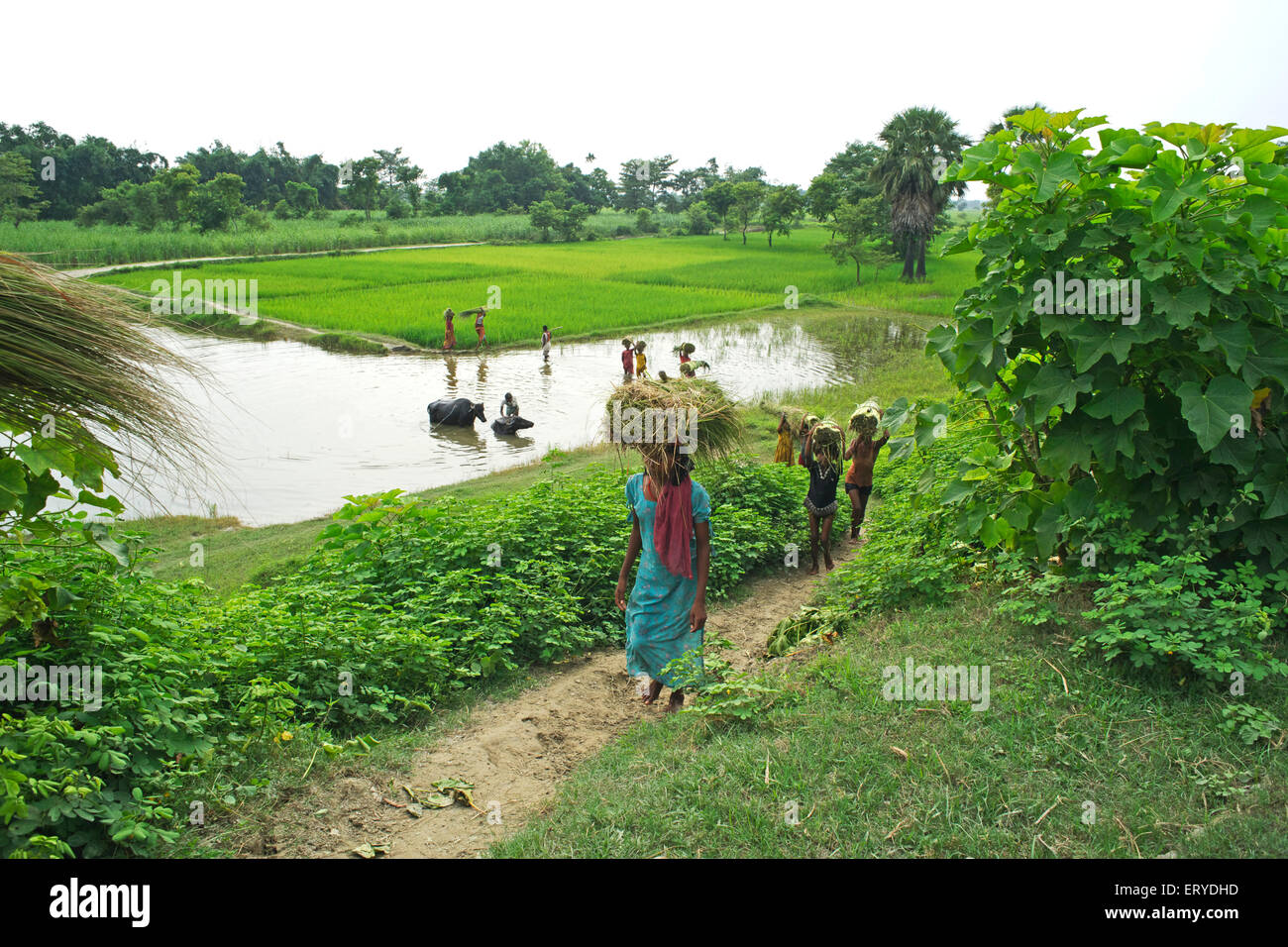 Bihar Village Stock Photos & Bihar Village Stock Images - Alamy