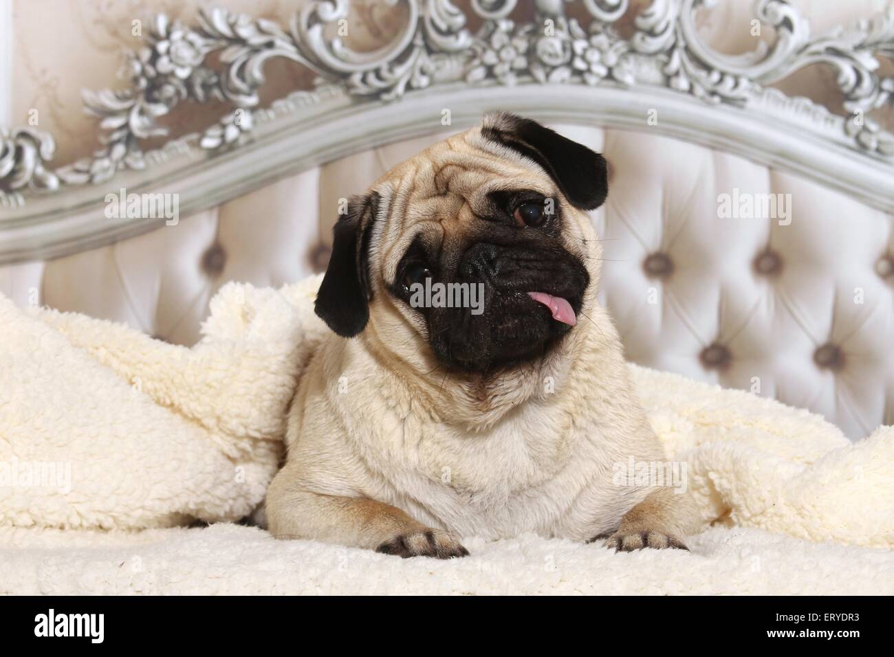 Pug tongue hi-res stock photography and images - Alamy