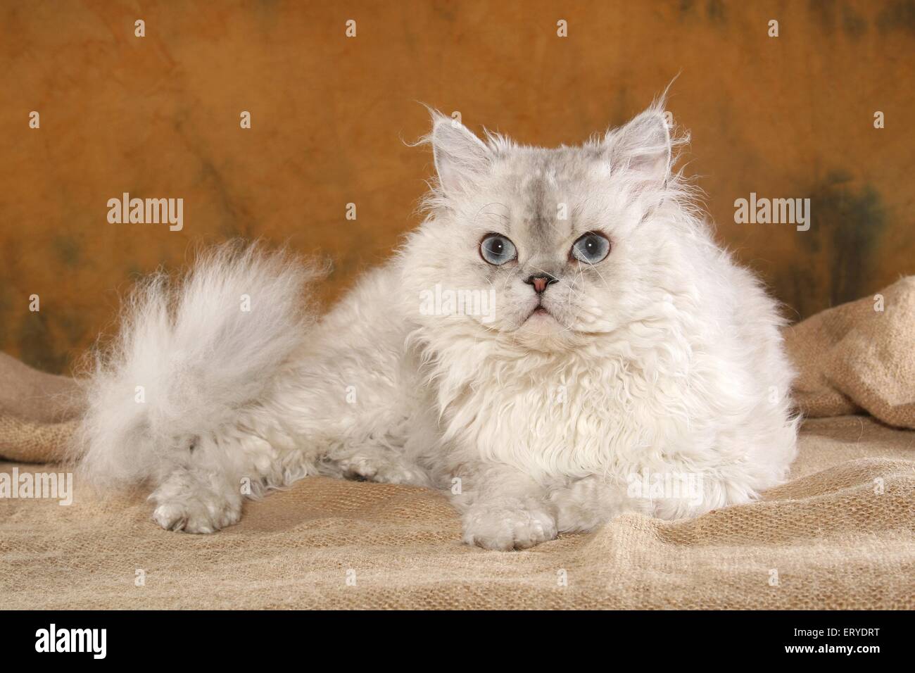 Selkirk rex long hair hi-res stock photography and images - Alamy